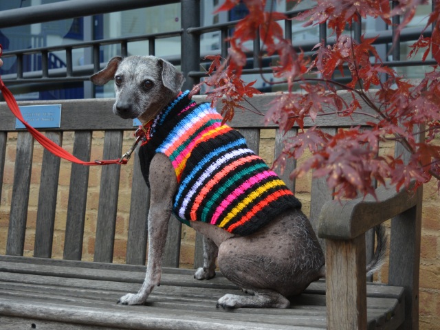 Meet old age pup-sioner Skippy showcasing Battersea springtime jumpers ...