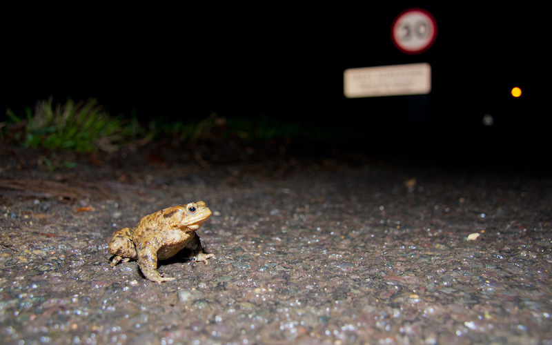 Hop to it! Toads on the roads bring traffic to a halt in Richmond ...