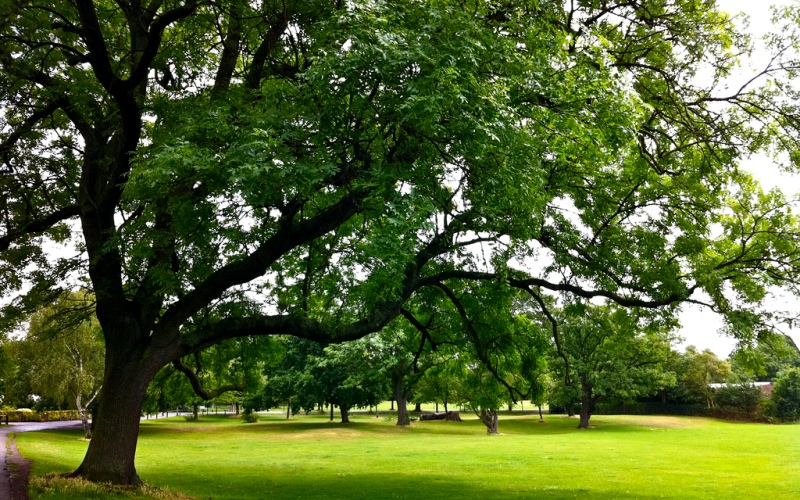 Tooting Common’s 160-year-old trees face the chop as Wandsworth Council ...