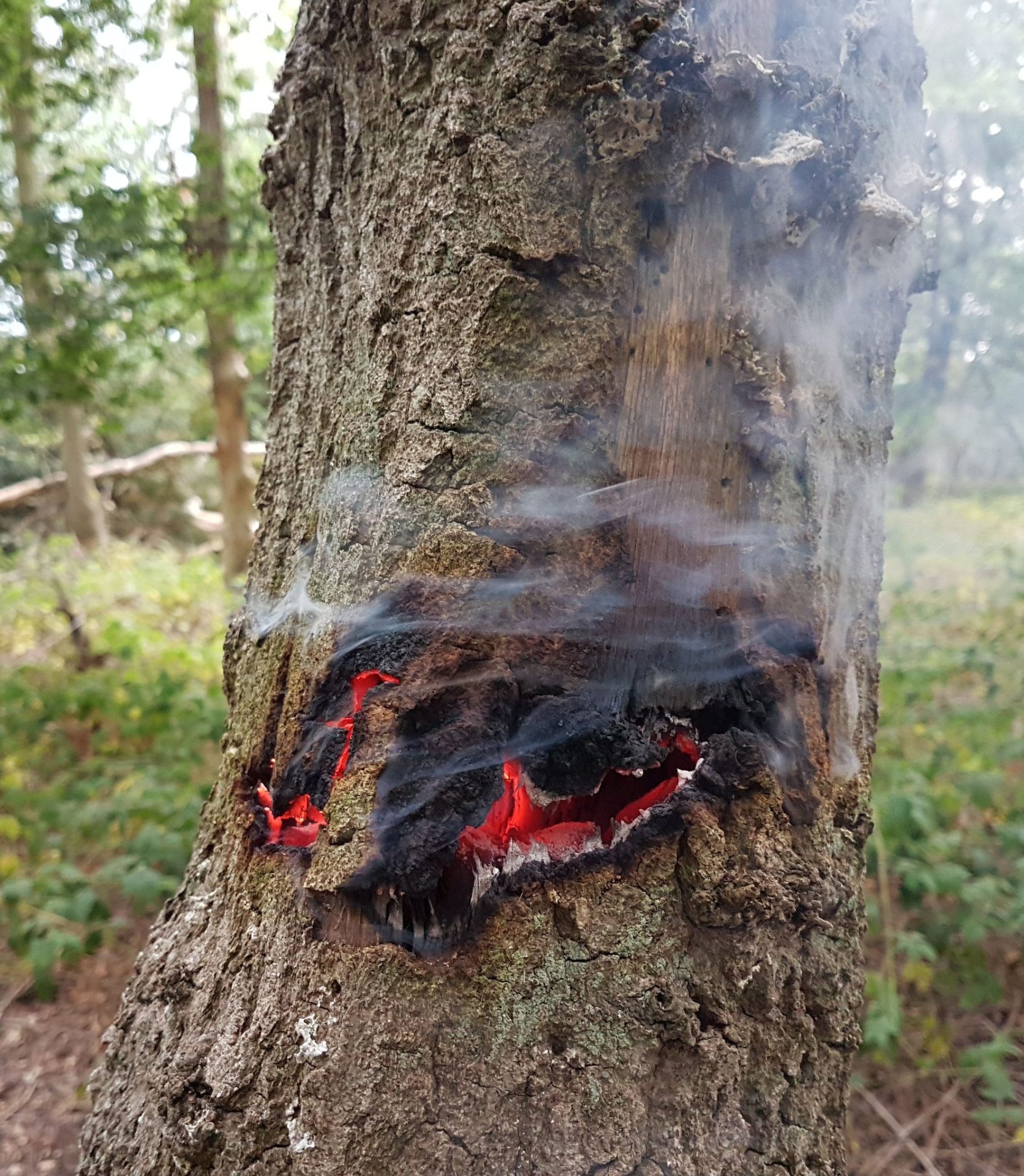Bats lose their home after cigarette causes tree fire in Wimbledon ...