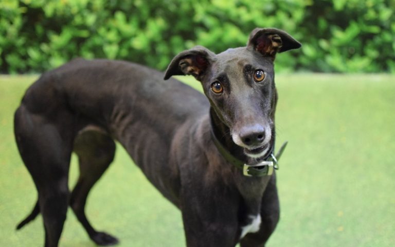 Feeling a little melan-collie: Battersea’s loneliest greyhound ...