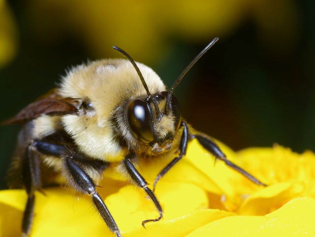 Honey, I'm home! Mini bee hotels built by nature charity aim to boost ...