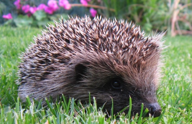 From king of the road to country paupers: Meet some of the UK's most ...