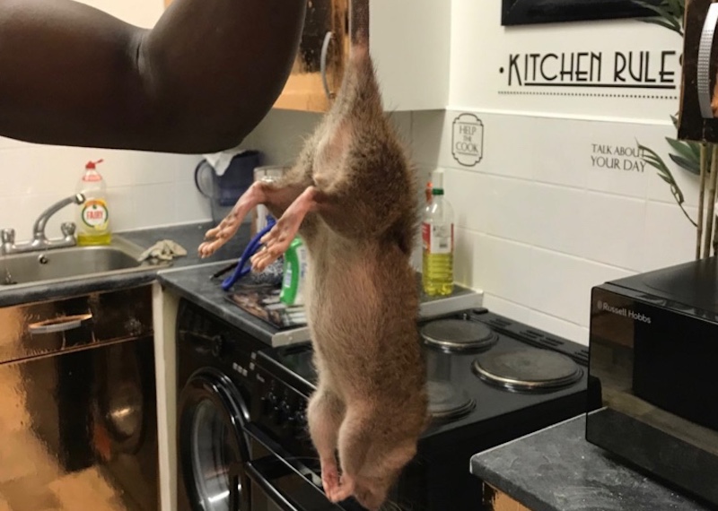 Disabled Lambeth resident enduring rat infestation 'appalled' at ...