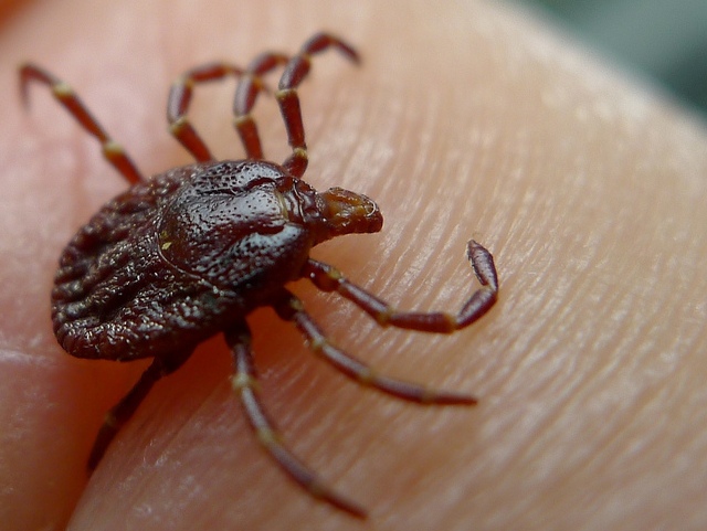 Lyme Disease warning: Richmond residents urged to be aware of vampiric ...