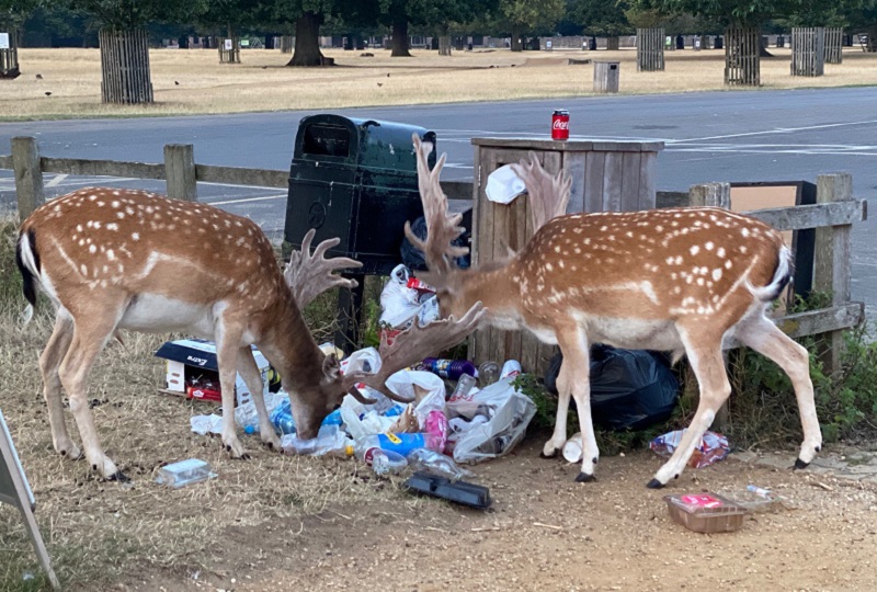 Royal Parks calls for social distancing from wild deer to protect ...
