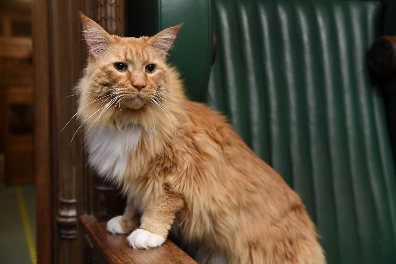 The Speaker’s cat claws his way to the top of the polls to become the ...