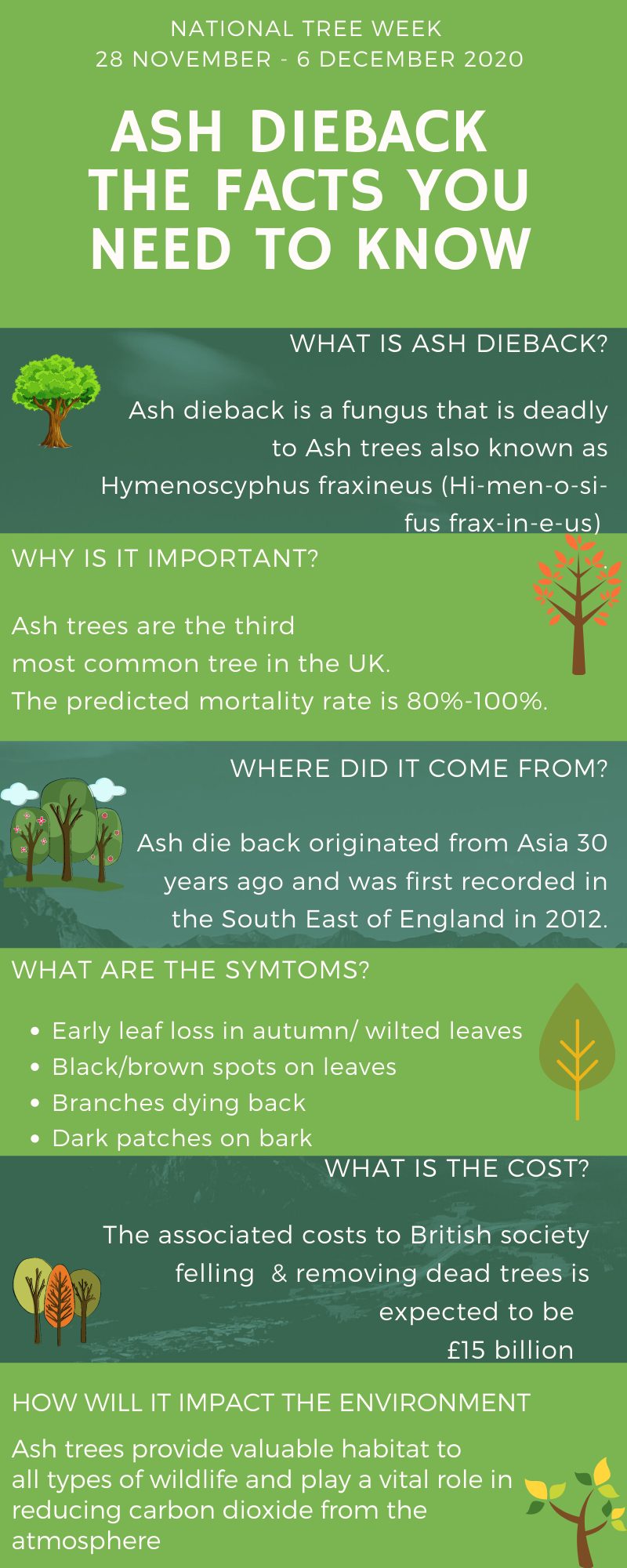 TREEMENDOUS LOSS: 125 million ash trees face extinction by deadly fungus