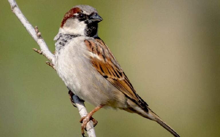 The Big Garden Birdwatch: three birds to spot in south west London