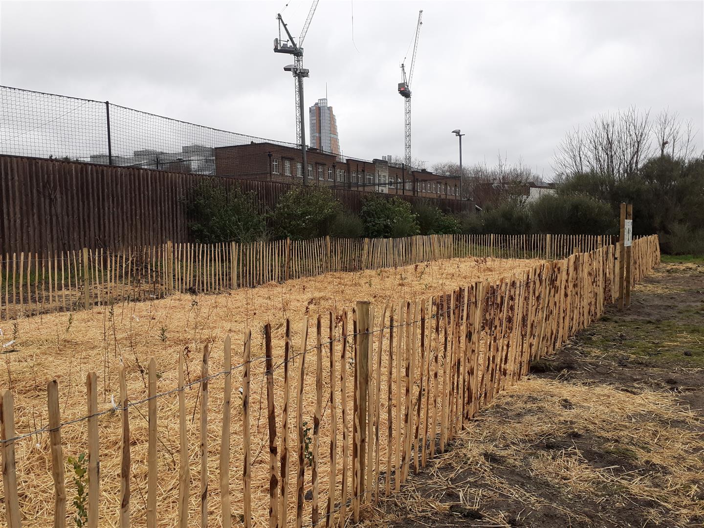 Hammersmith Park set to house London's first tiny forest