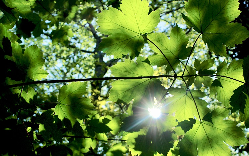 Merton Council yet to plant pollutant sapping trees for schoolchildren