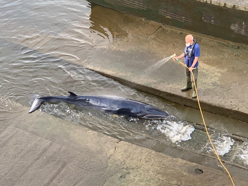 Baby whale stranded in the Thames by Richmond Lock