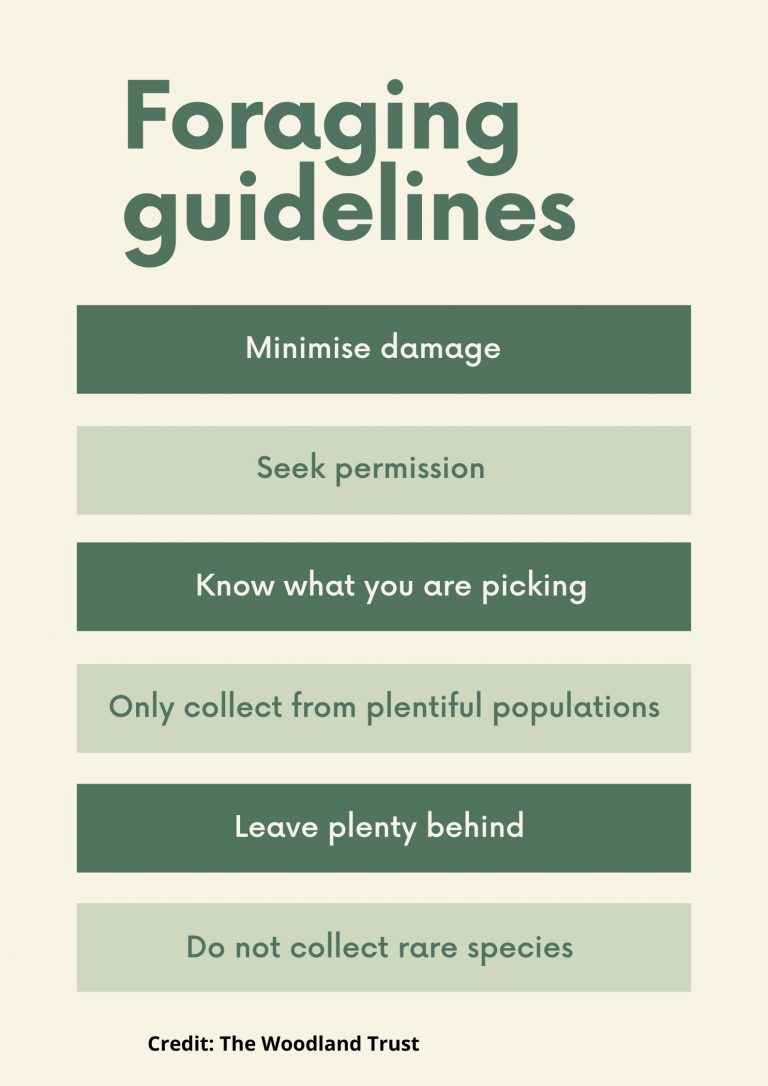 Foraging grows in popularity in London during the pandemic