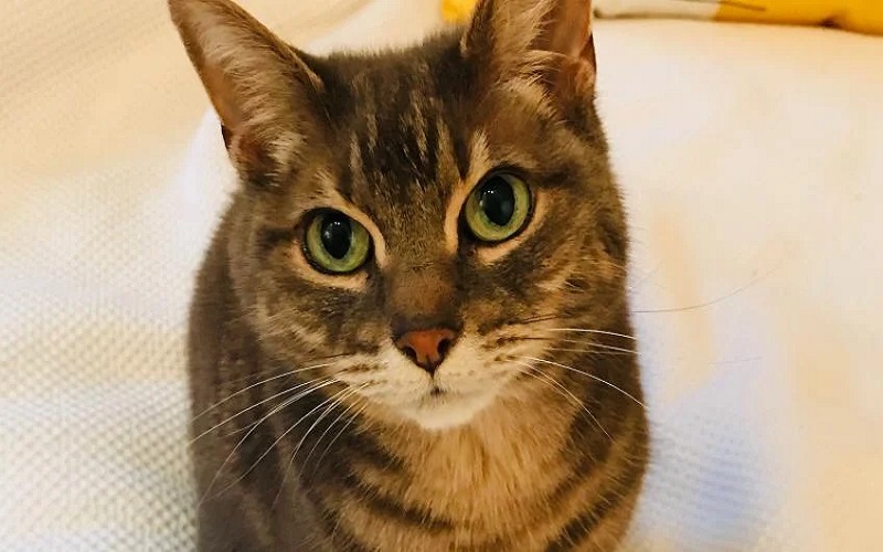 Brixton cat saved by over £1,000 in donations