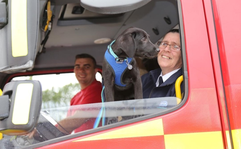 Twickenham Fire and Hammersmith Police Stations help make ill pup's ...