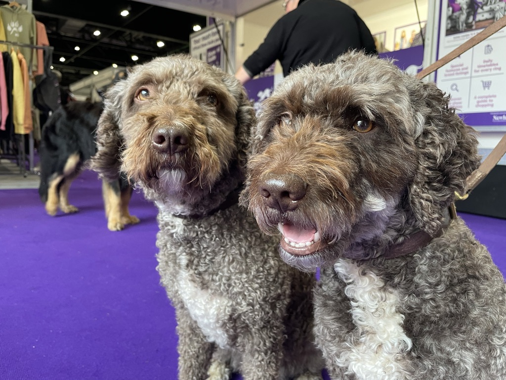 Paw-some weekend had by all at Discover Dogs Event