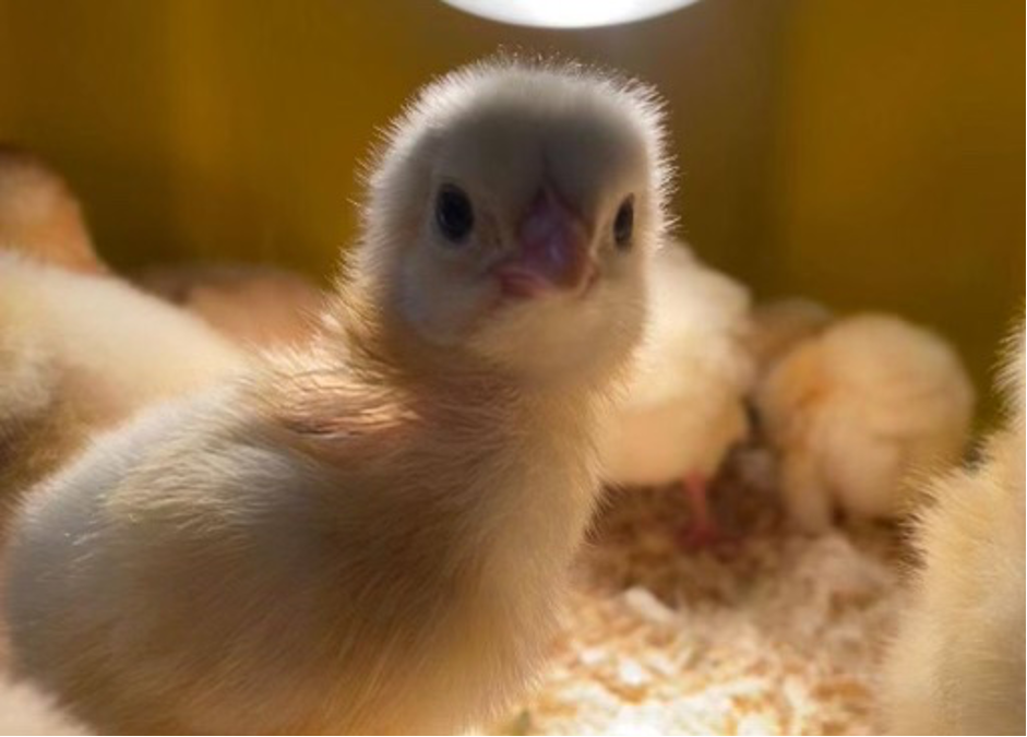 Egg-hatching projects in primary schools called to be scrapped | South ...