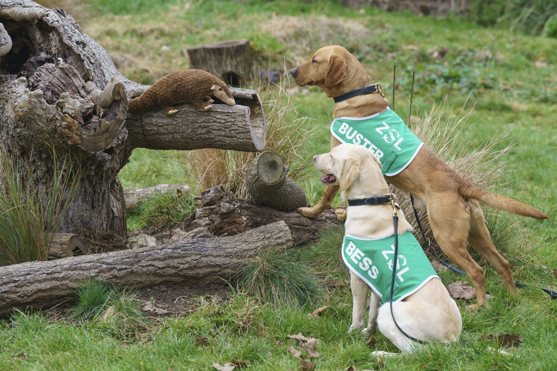 British dog duo to crack down on smugglers of pangolins