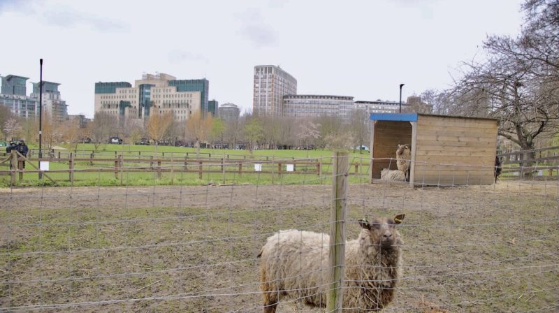 How Vauxhall City Farm is opening children’s eyes to the great outdoors
