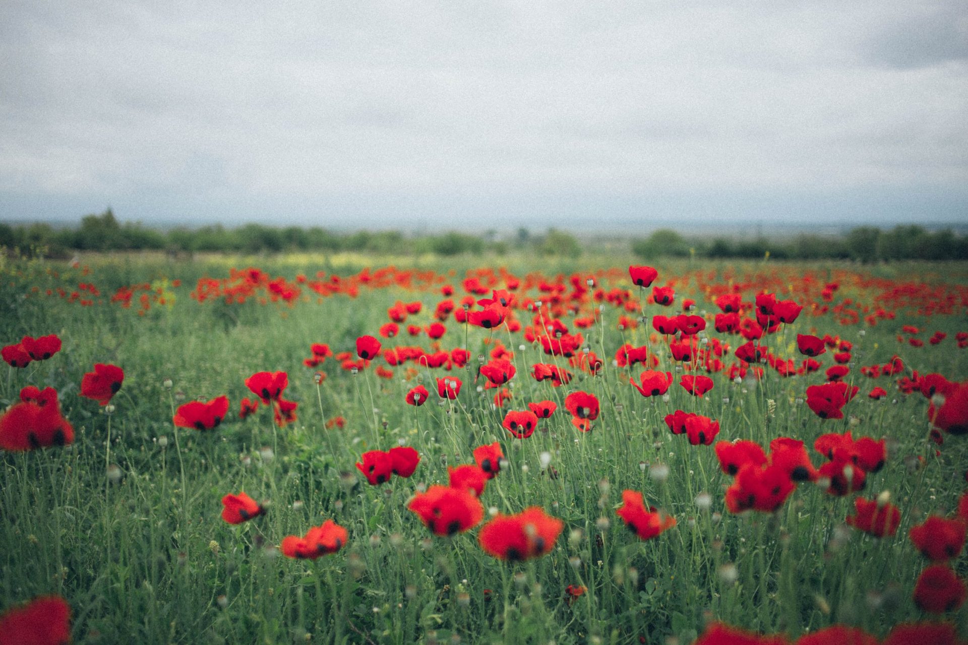 Remembrance Events In London This Weekend remembrance-events-in-london-this-weekend