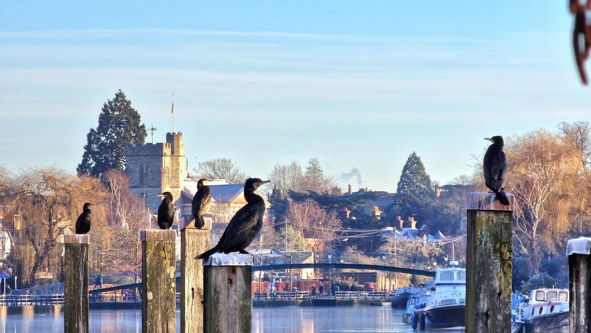 Meet Captain Quack: Twickenham’s very own nature watcher