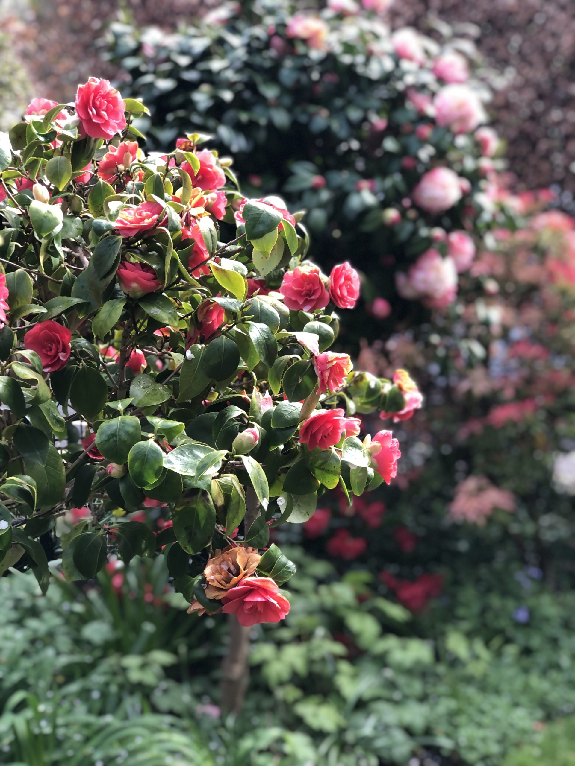 Spring is inspiring aesthetic gardening in Twickenham