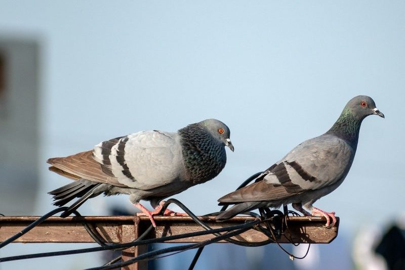 London's pigeon-rescue groups grapple with new bird flu guidance
