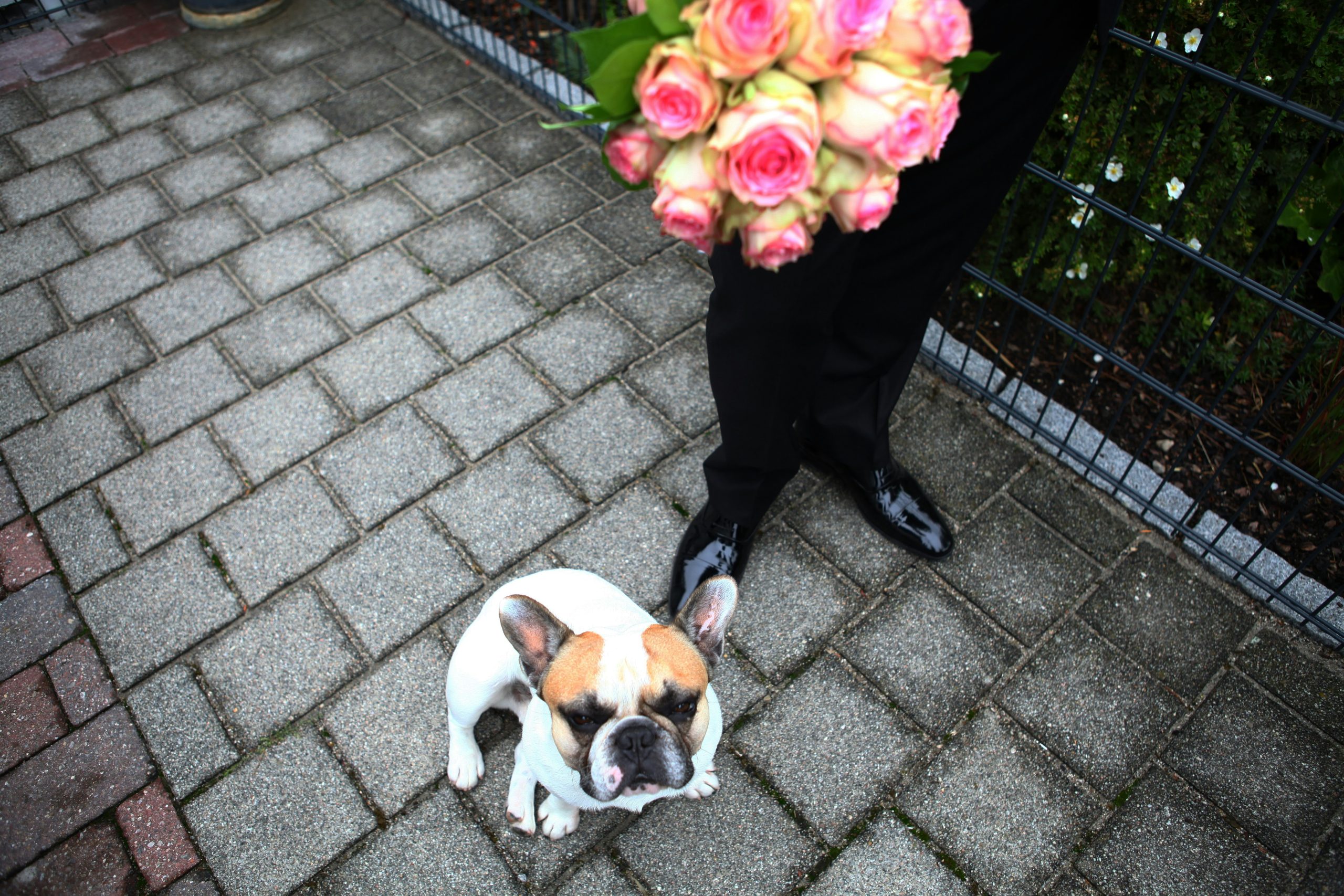 A third of Gen-Z want their pets at wedding day