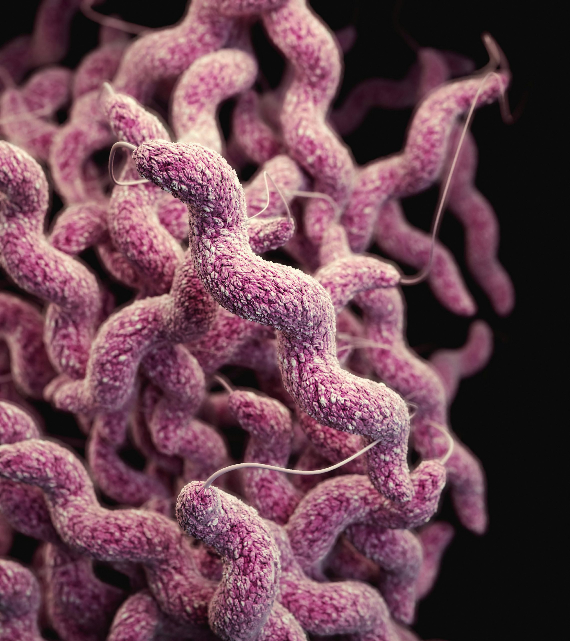 Salmonella and Campylobacter cases reach 10-year high