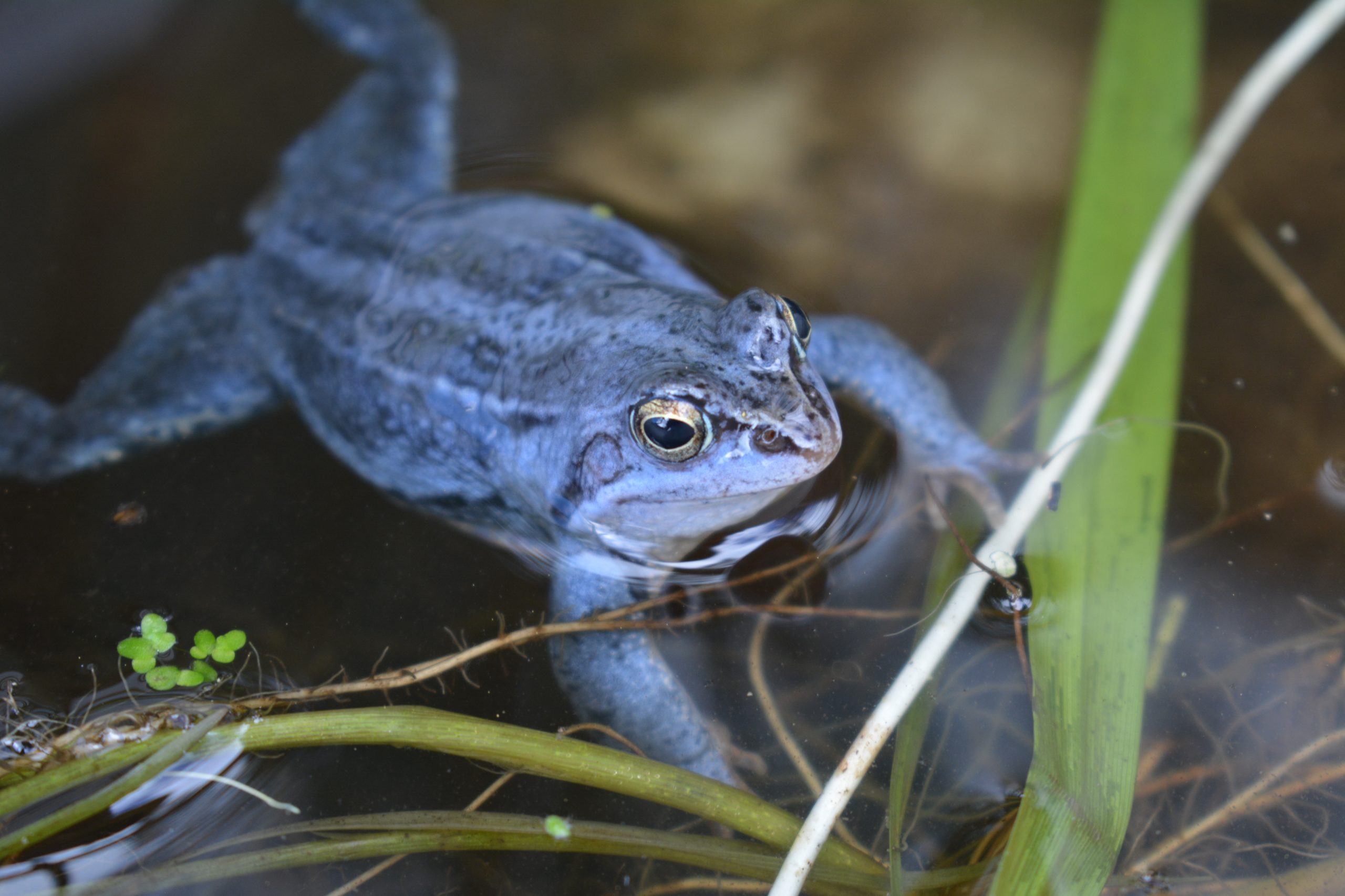 Rewilding in London: Can we bring back Britain's lost frogs? | South ...
