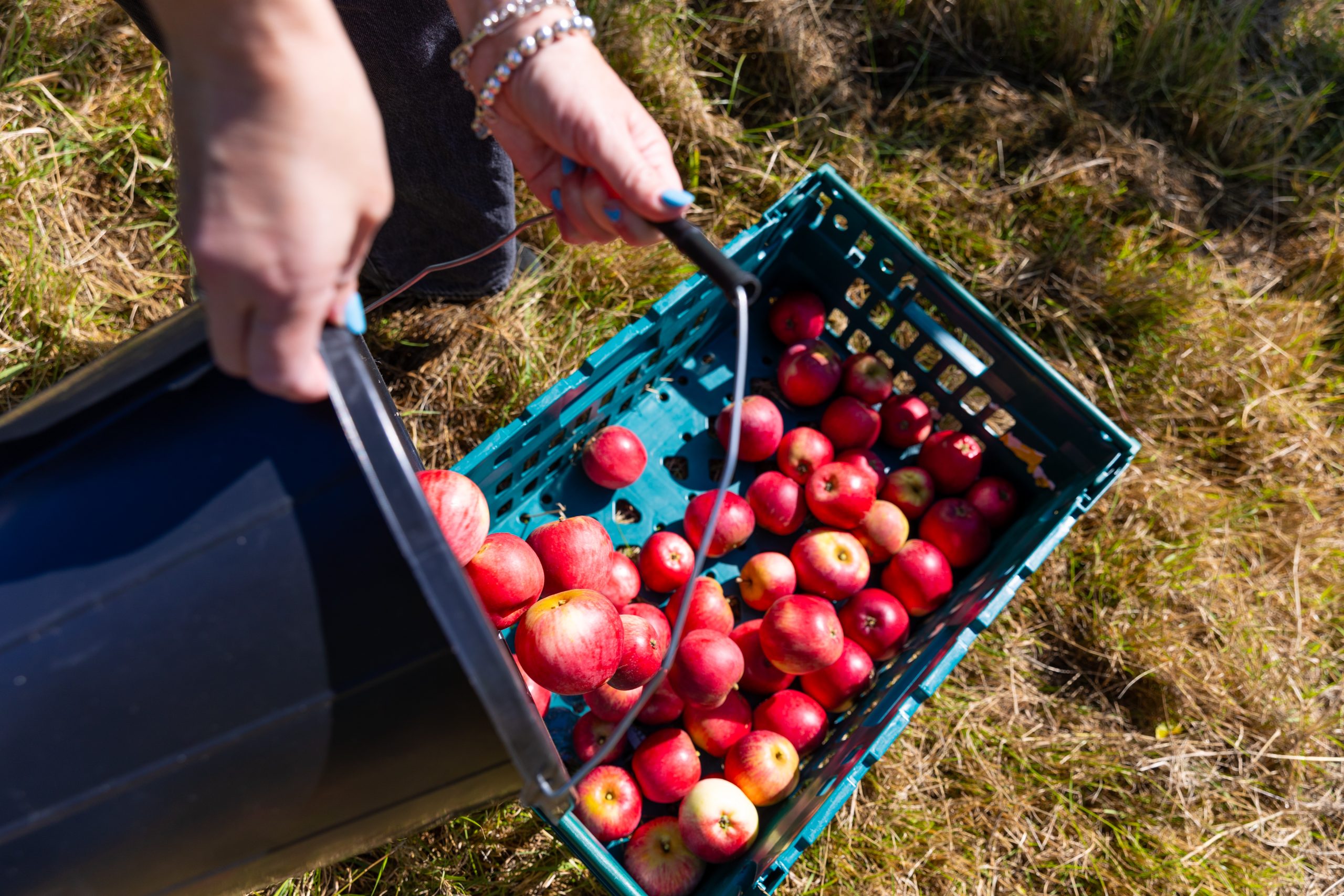 From Kent to London: How surplus farm food feeds London’s most ...