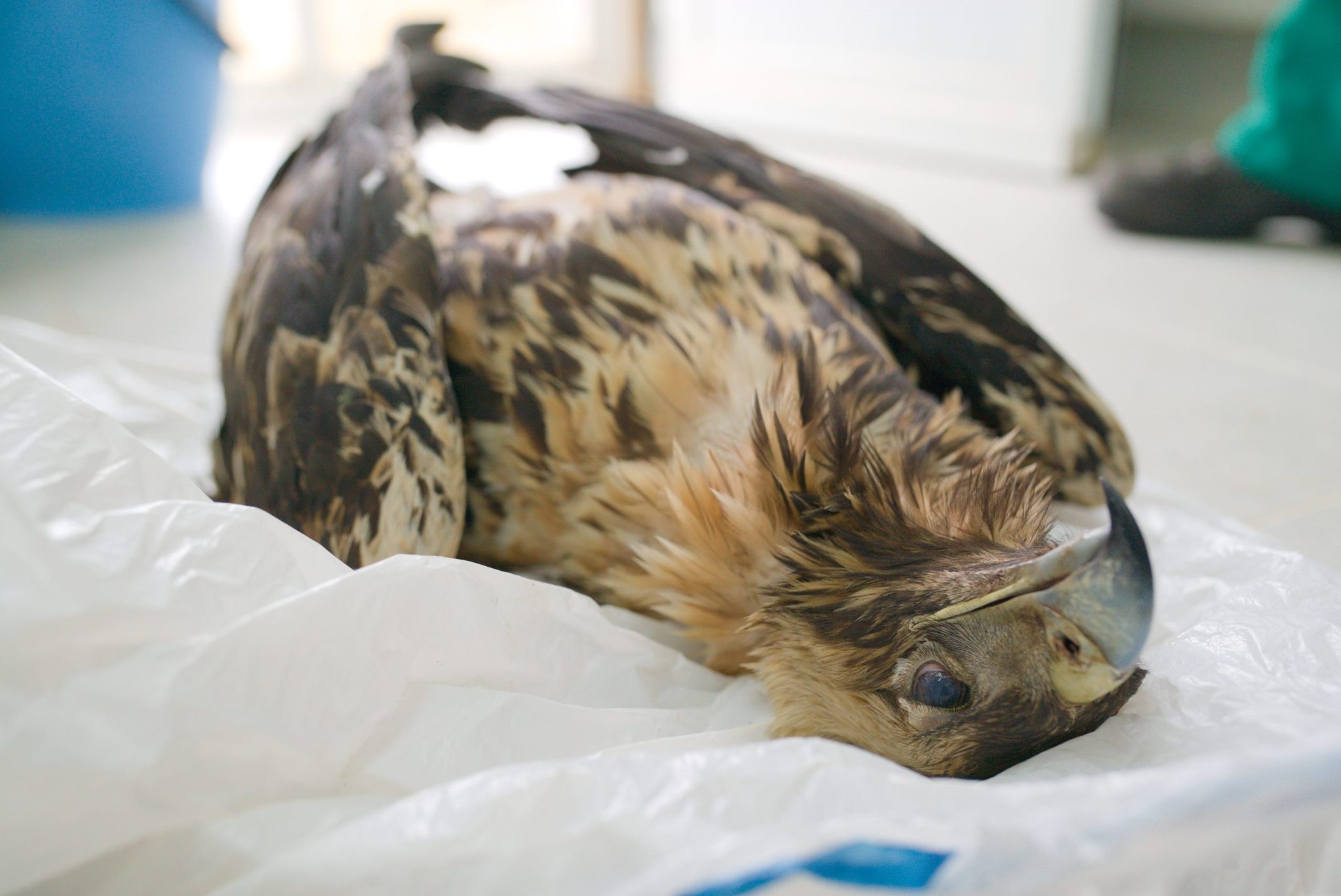 Wildlife caught in the crossfire of toxic warfare on rodents | South ...
