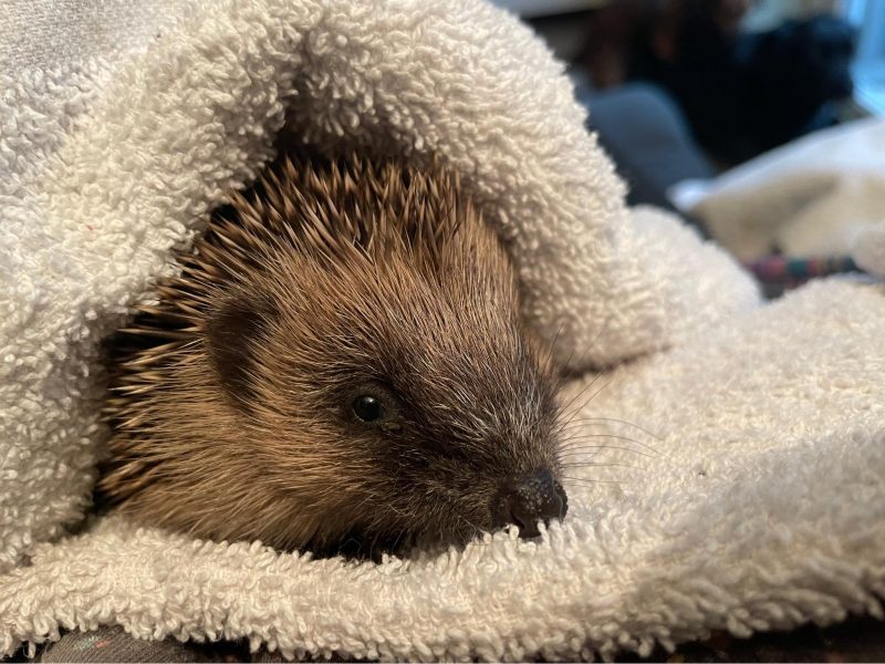 How to help hedgehogs in London this summer