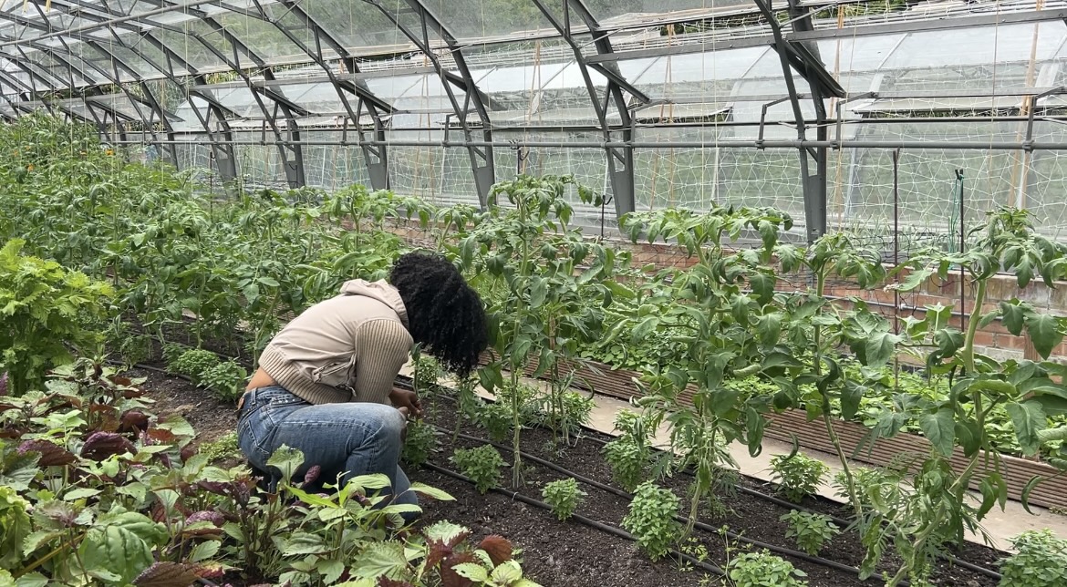 Growing change: Wolves Lane Centre cultivates a fairer food future ...