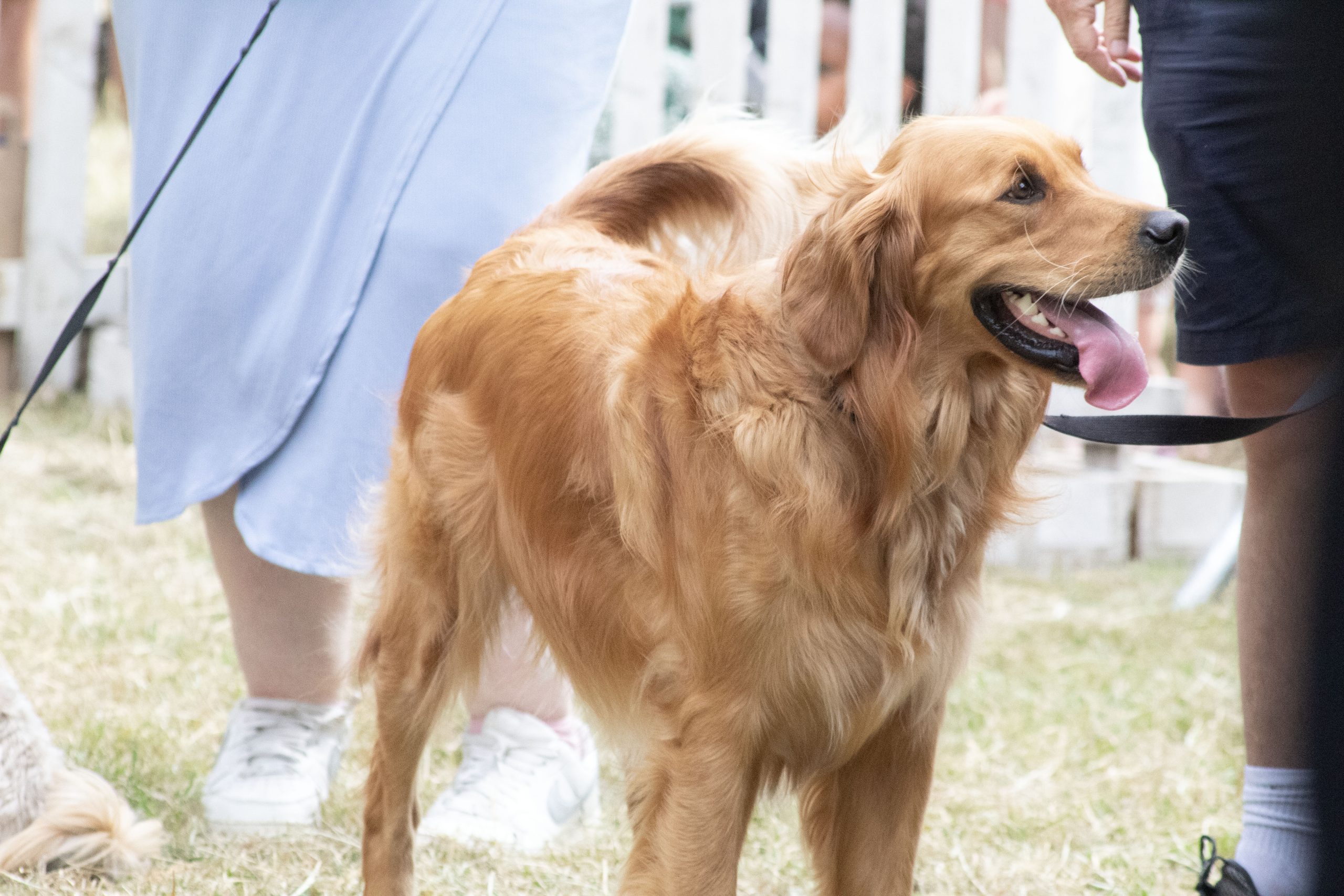 Who let the dogs out? Clapham Mutts Dog Show is back! | South West Londoner